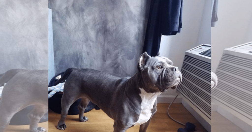 Pit Bull Who Was Terrified Of Men Came To Love Furdad – Relay Dog